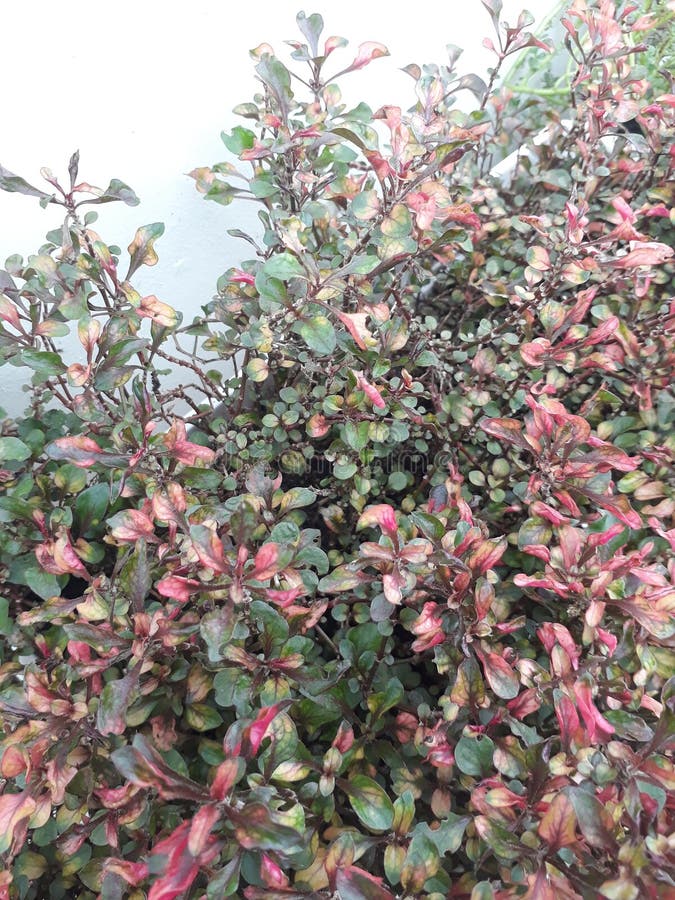 Plantas De Color Verde Y Rosa Foto de archivo - Imagen de flor, baya ...