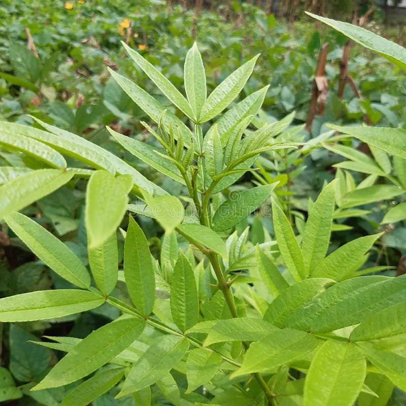Plantas De Erva Timur Nepali Imagem de Stock - Imagem de jardim, erva ...