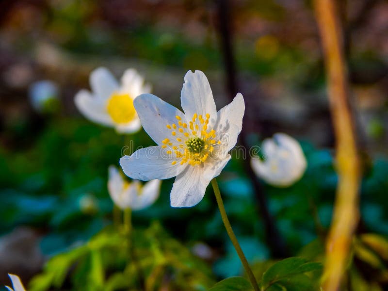 Plantas De Flores En Primavera Imagen de archivo - Imagen de amarillo ...