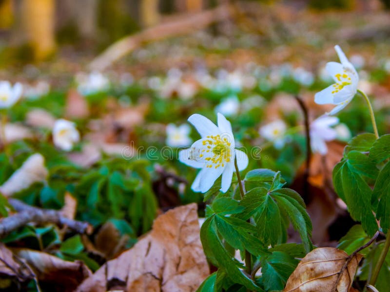 Plantas De Flores En Primavera Foto de archivo - Imagen de planta ...