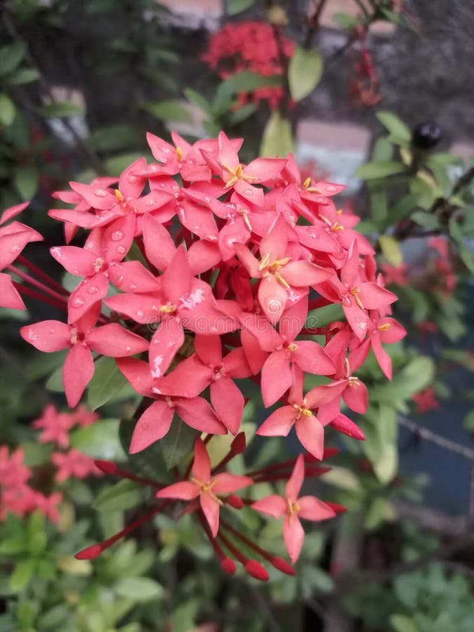 Plantas De Flores Rojas Thechipoo Foto de archivo - Imagen de plantas ...