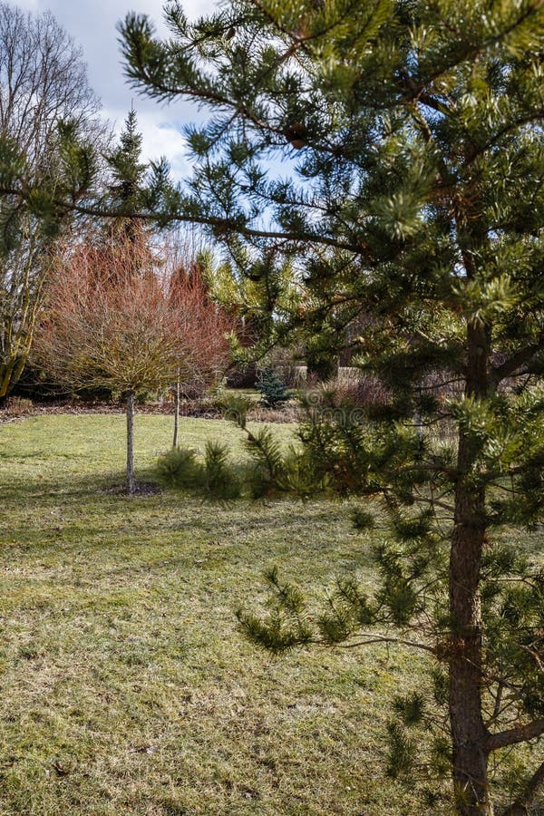 Plantas De Jardim Spruce E Decorativo Imagem de Stock - Imagem de ...
