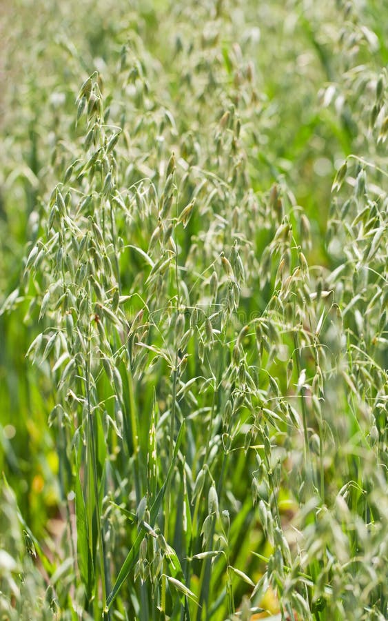 Avena imagen de archivo. Imagen de avena, germen, agricultura - 3980641