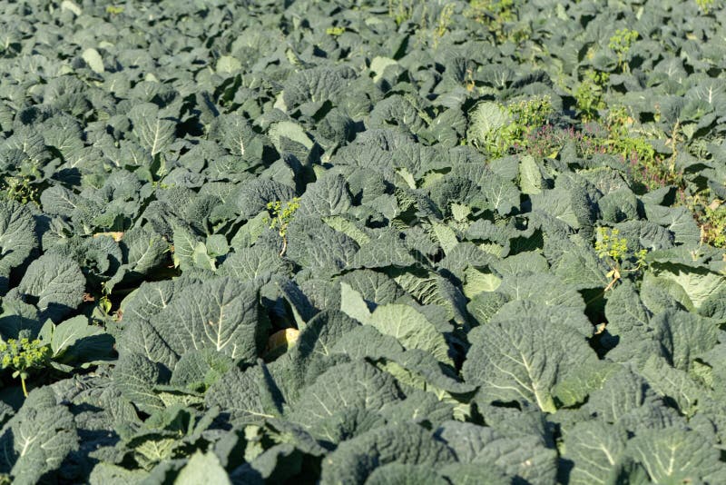 Plantas De La Col De Col Rizada En Un Campo Foto de archivo - Imagen de ...
