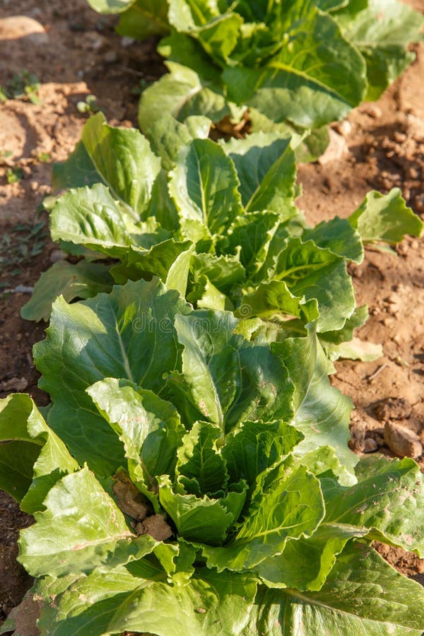 Plantas De La Lechuga En Una Huerta Foto de archivo - Imagen de ...