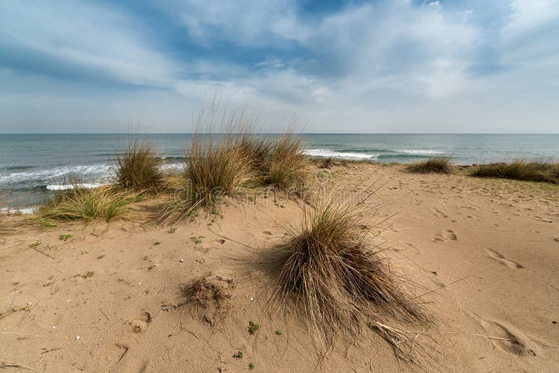 Plantas de la playa foto de archivo. Imagen de playa - 105575446