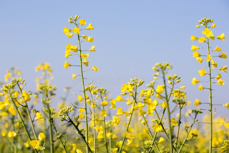 Plantas de la rabina foto de archivo. Imagen de pesticidas - 50963390