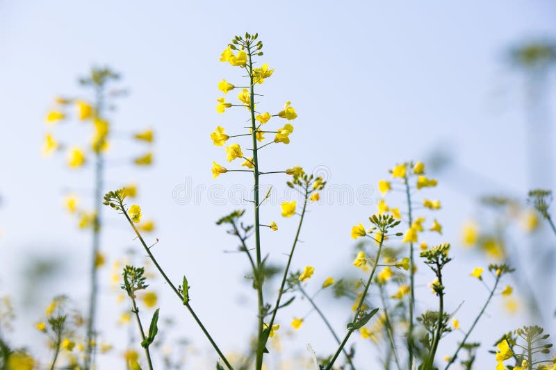 Plantas de la rabina foto de archivo. Imagen de substituto - 50963448