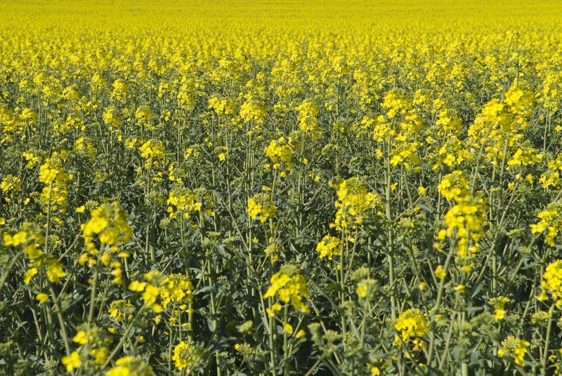 Plantas De La Rabina En El Campo Imagen de archivo - Imagen de campo ...