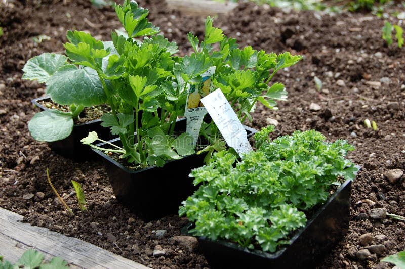 Plantas de lecho foto de archivo. Imagen de resorte, plantar - 9238296