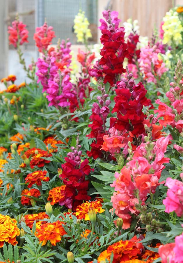 El Lecho Del Verano Florece Con El Baño Del Pájaro De La Piedra ...