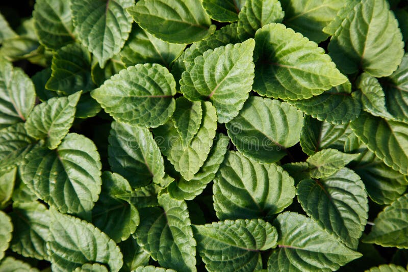 Plantas de lecho imagen de archivo. Imagen de tarjeta - 53189163