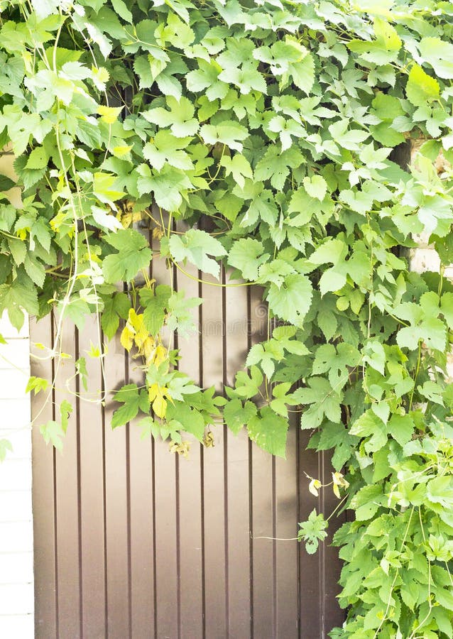 Plantas De Madeira Da Cerca E Do Vime Imagem de Stock - Imagem de ...