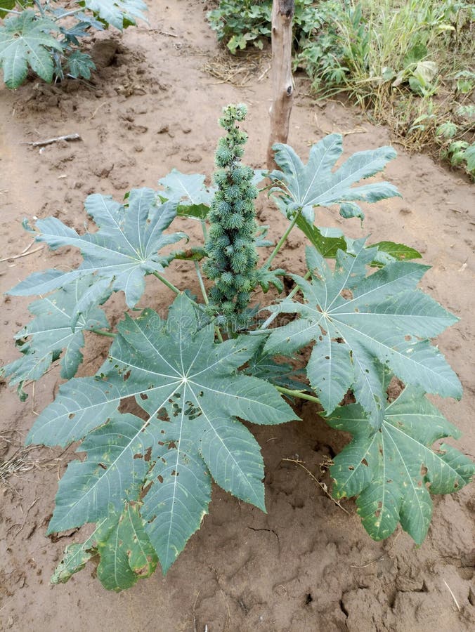Plantas De Mamona Com Mamona Foto de Stock - Imagem de plantas ...