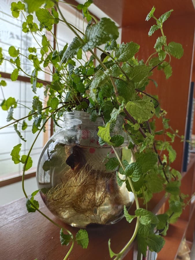 Plantas De Menta Mentha Spp. Imagen de archivo - Imagen de pescados ...
