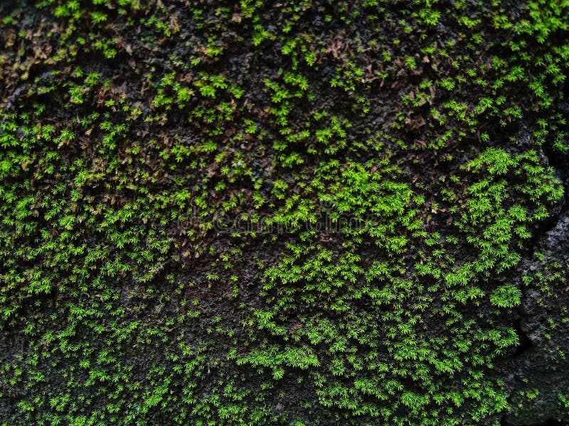 Plantas De Musgo Creciendo En Rocas Imagen de archivo - Imagen de ...