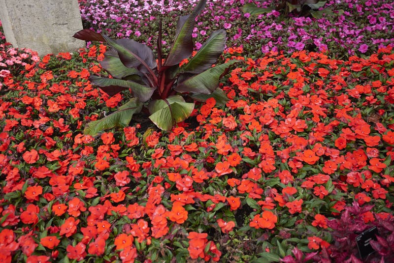 Plantas De Nueva Guinea Impatiens Imagen editorial - Imagen de plantas ...