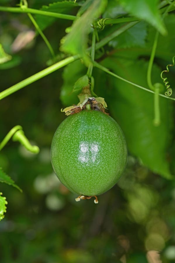 Plantas De Passiflora Y Su Fruto Inmaduro Foto de archivo - Imagen de fruta, azul: 352559006