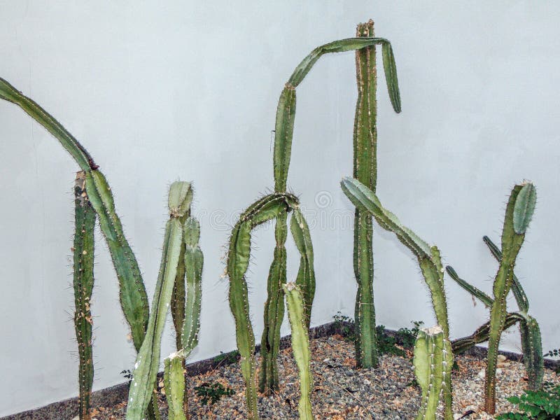 Plantas De Patrones De Cactus Altos Foto de archivo - Imagen de ...