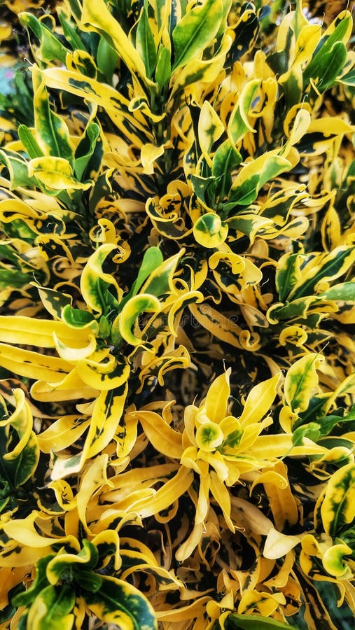 Plantas de purga torcida foto de archivo. Imagen de purga - 206933172