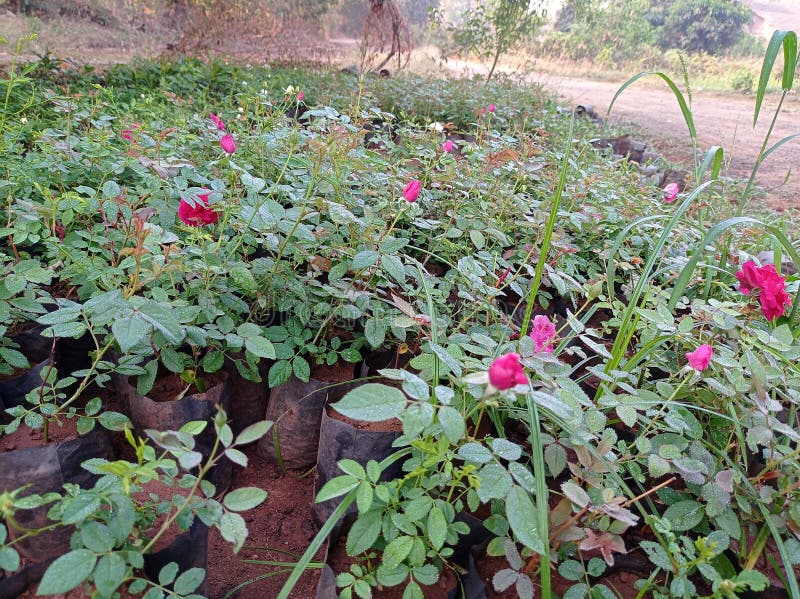 Plantas De Rosa De Cachemir Foto de archivo - Imagen de rosa, vivero ...