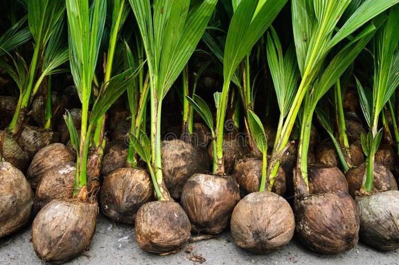 Plantas De Semillero Del Coco Imagen de archivo - Imagen de crecimiento ...