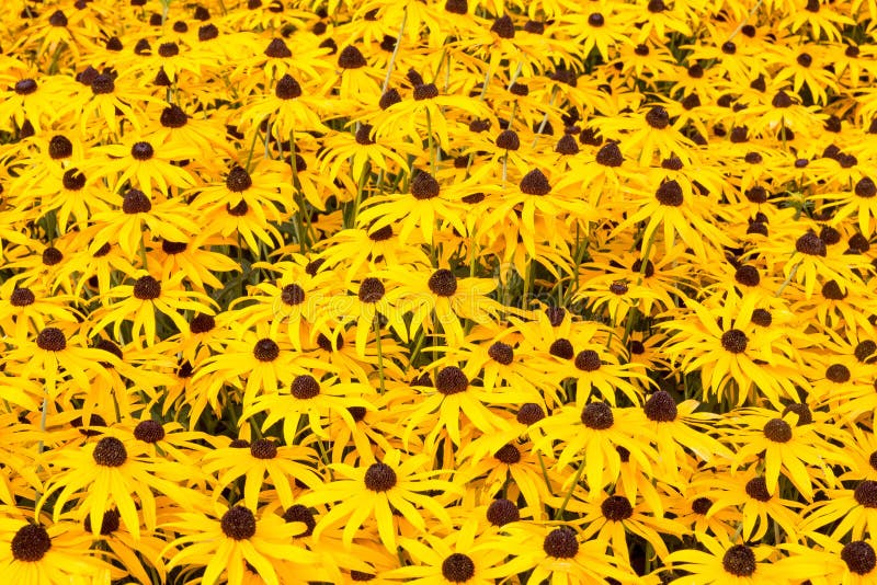 Flor Eyed preto de Susan imagem de stock. Imagem de suana - 55493073