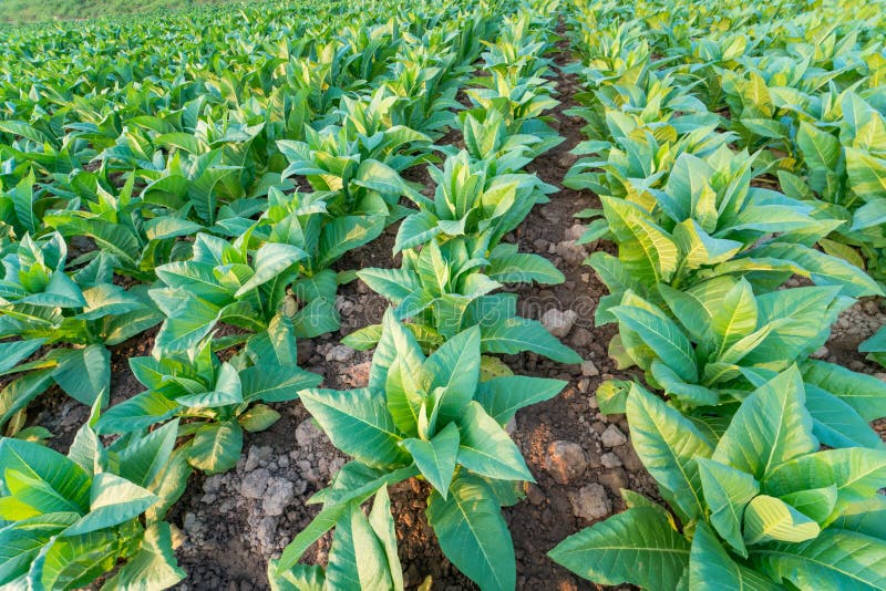 Plantas de tabaco foto de archivo. Imagen de suciedad - 1061834