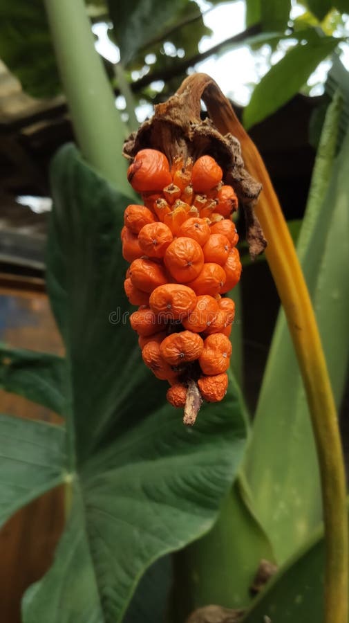Plantas De Taro Que Dan Fruto En El Patio Foto de archivo - Imagen de ...