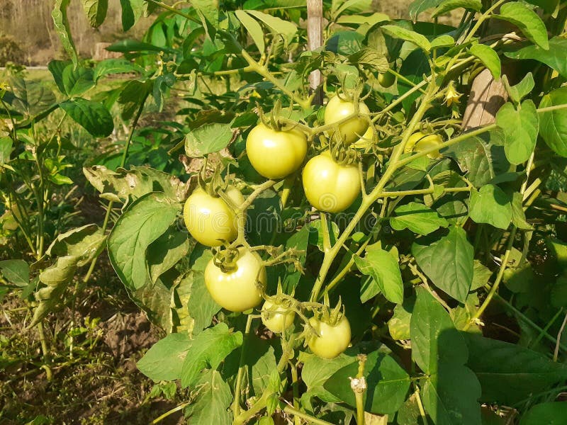 Plantas De Tomate Verde Con Luz Solar Matutina Imagen de archivo ...