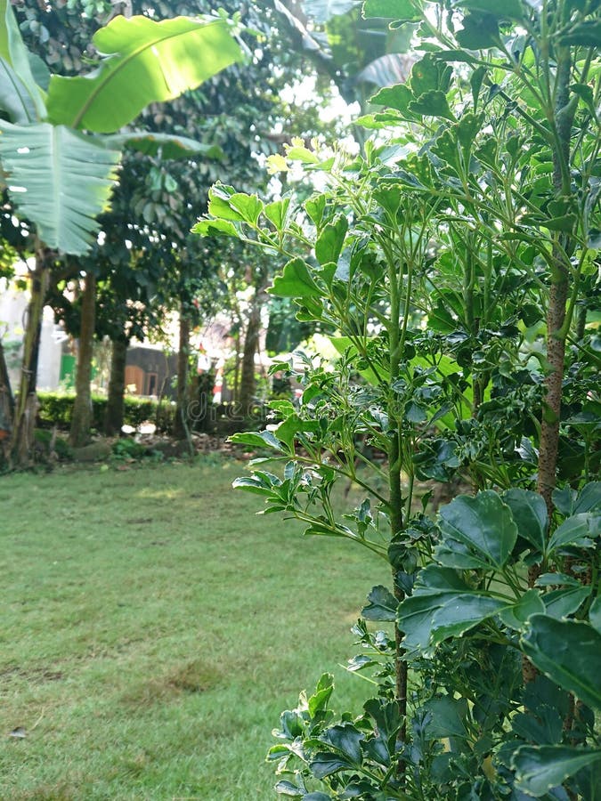 Plantas Decorativas De Sudri Foto de archivo - Imagen de plantas, flor ...
