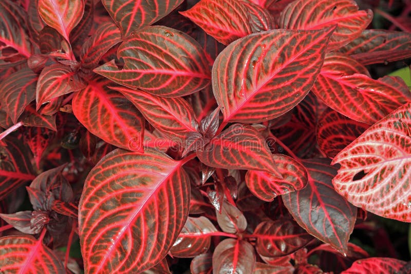 Plantas Decorativas Vermelhas Fotografia de Stock - Imagem: 35465192