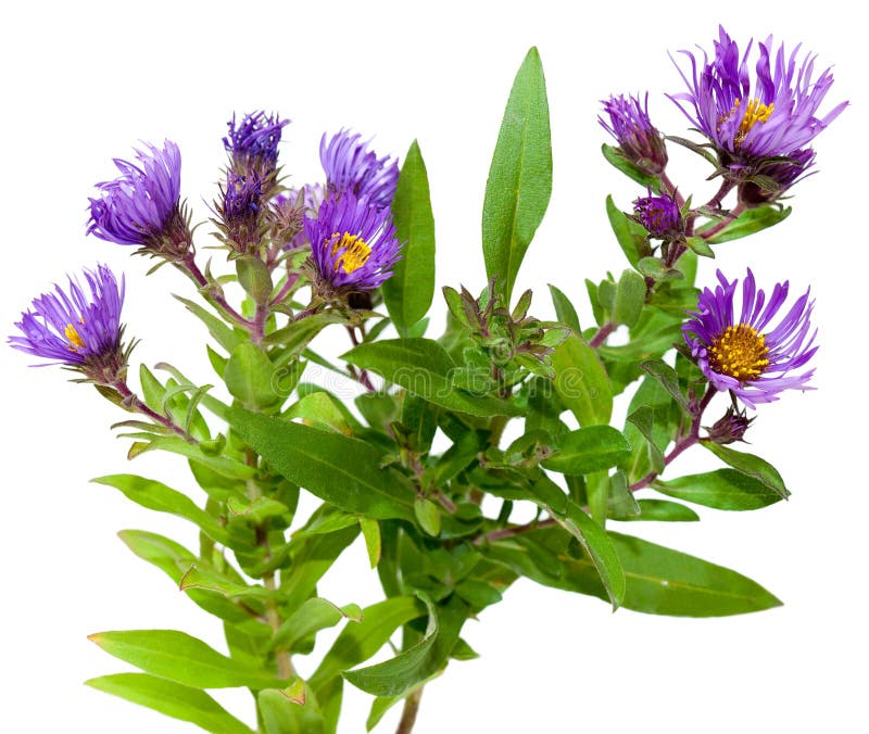 El aster foto de archivo. Imagen de belleza, aislado - 100575664