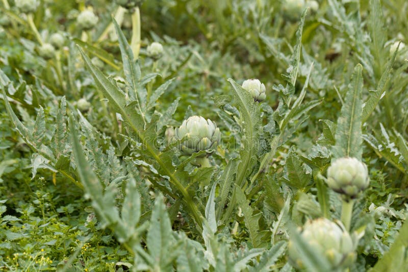 Plantas Del Cardo En Un Campo Foto de archivo - Imagen de frutas, campo ...