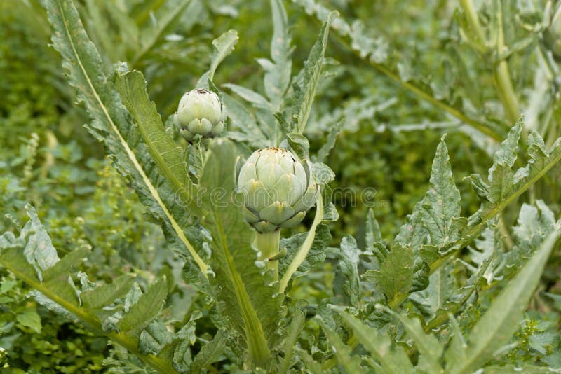Plantas Del Cardo En Un Campo Foto de archivo - Imagen de frutas ...