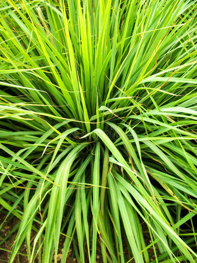Cymbopogon Citratus Roots Indian Lemon Grass Root Sereh or Serai Plant ... Cymbopogon Citratus Roots Indian Lemon Grass Root Sereh or Serai Plant ...