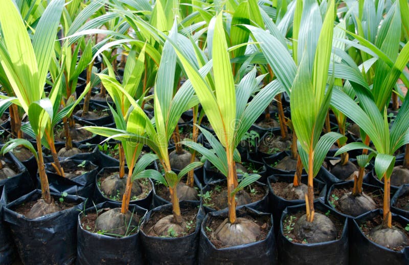 Plantas del coco foto de archivo. Imagen de alimento - 20450352