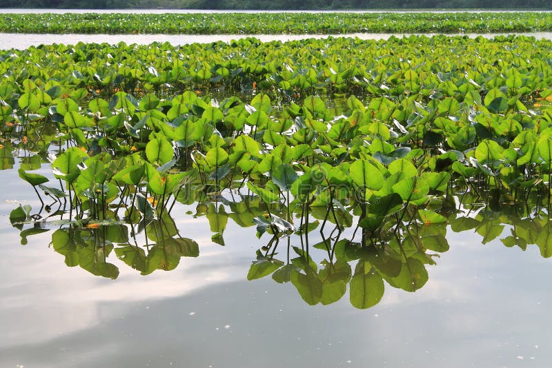 Plantas del lago foto de archivo. Imagen de canotaje - 34970360