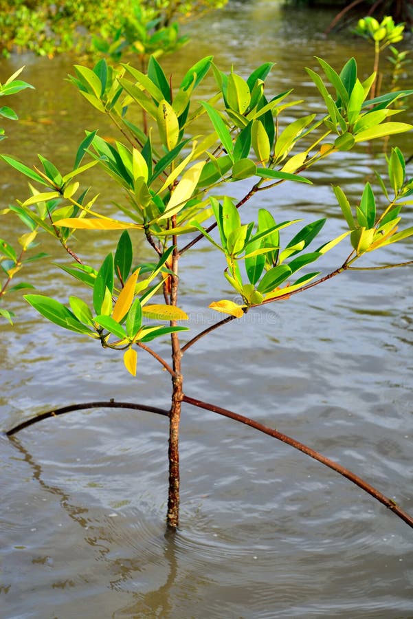 Plantas del mangle foto de archivo. Imagen de cubo, detalle - 32364824