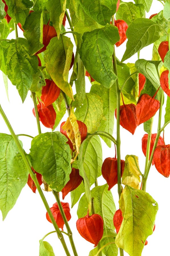 Plantas Del Physalis O Plantas De Linterna China Foto de archivo ...