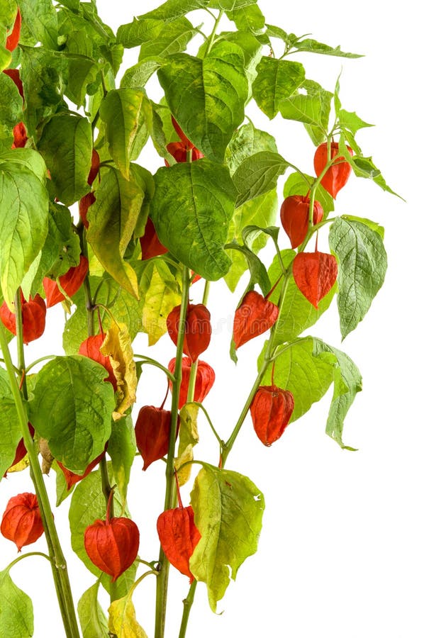 Plantas Del Physalis O Plantas De Linterna China Foto de archivo ...