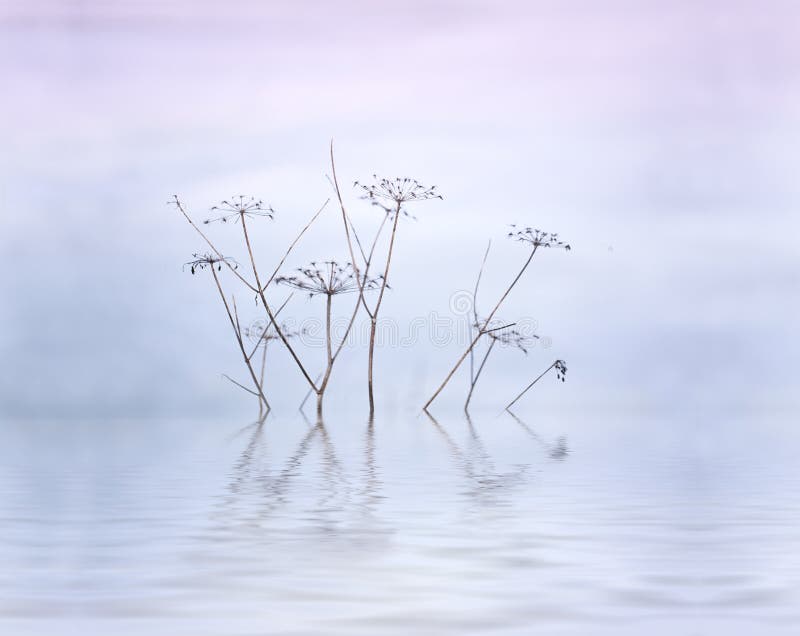 Plantas Delicadas Con Escarcha Foto de archivo - Imagen de tranquilidad ...