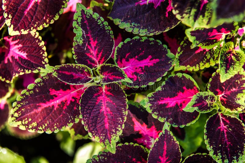 Plantas Do Coleus Com Folhas Coloridas Foto de Stock - Imagem de ...
