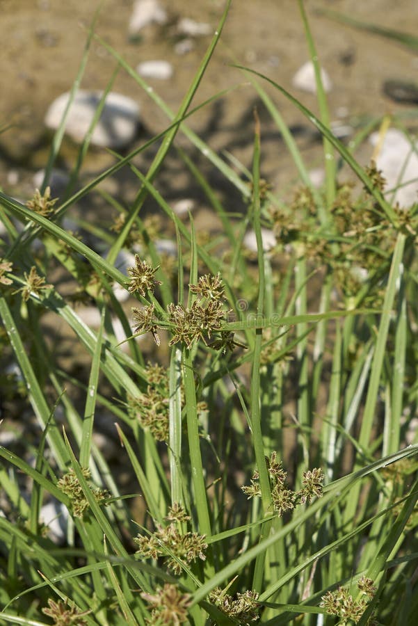 Plantas Do Fuscus Do Cyperus Foto de Stock - Imagem de exterior, verde ...