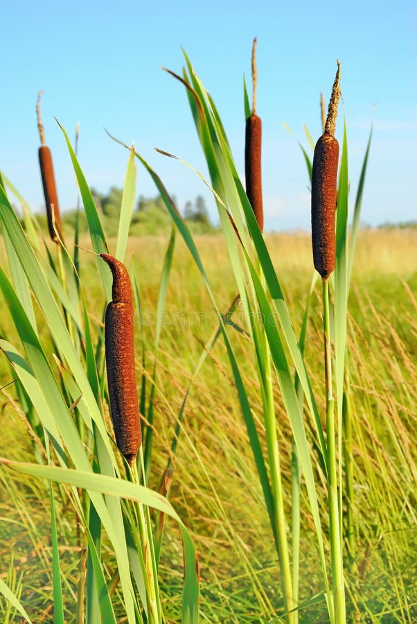 Plantas do junco imagem de stock. Imagem de setembro - 43873243