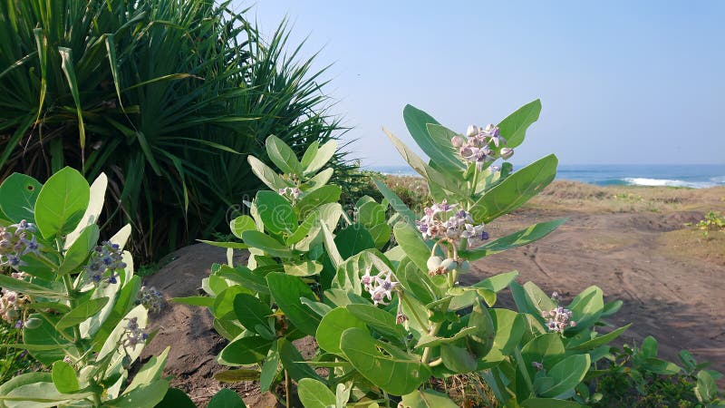 Plantas en la playa 1 imagen de archivo. Imagen de plantas - 252734229