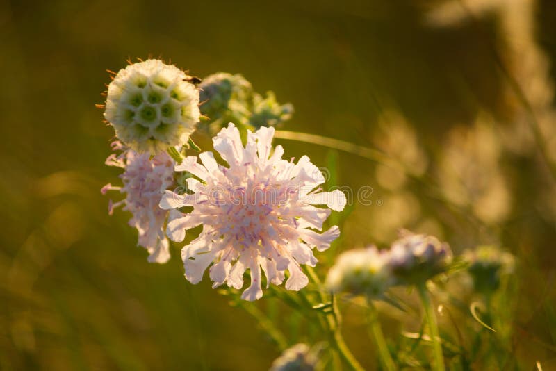 Plantas en la pradera imagen de archivo. Imagen de ambiente - 254235573