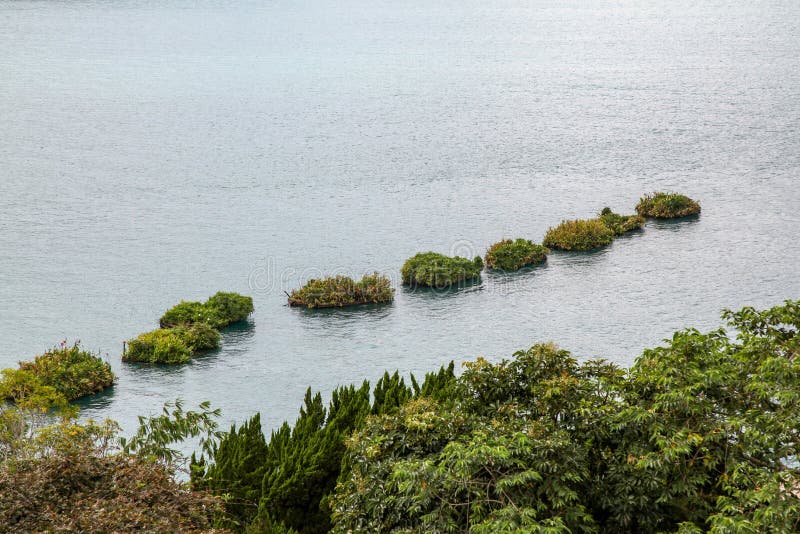 Plantas Flutuantes No Rio No Lago Da Lua Solar, Taiwan Foto de Stock ...