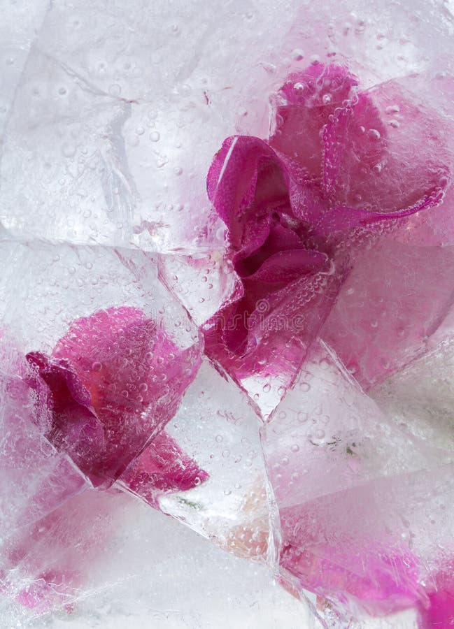 Plantas heladas imagen de archivo. Imagen de belleza - 40642993