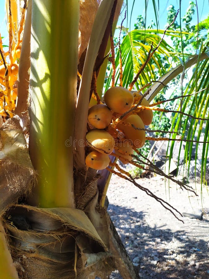 Plantas Jovens De Coco Que Crescem Bem Imagem de Stock - Imagem de ...